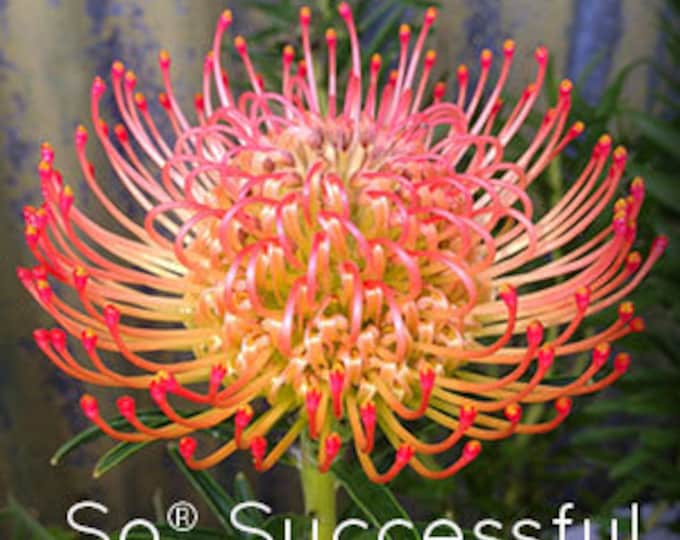 Issac House Pincushion Mix Flower Seeds / Scabiosa / Perennial 30 - Etsy