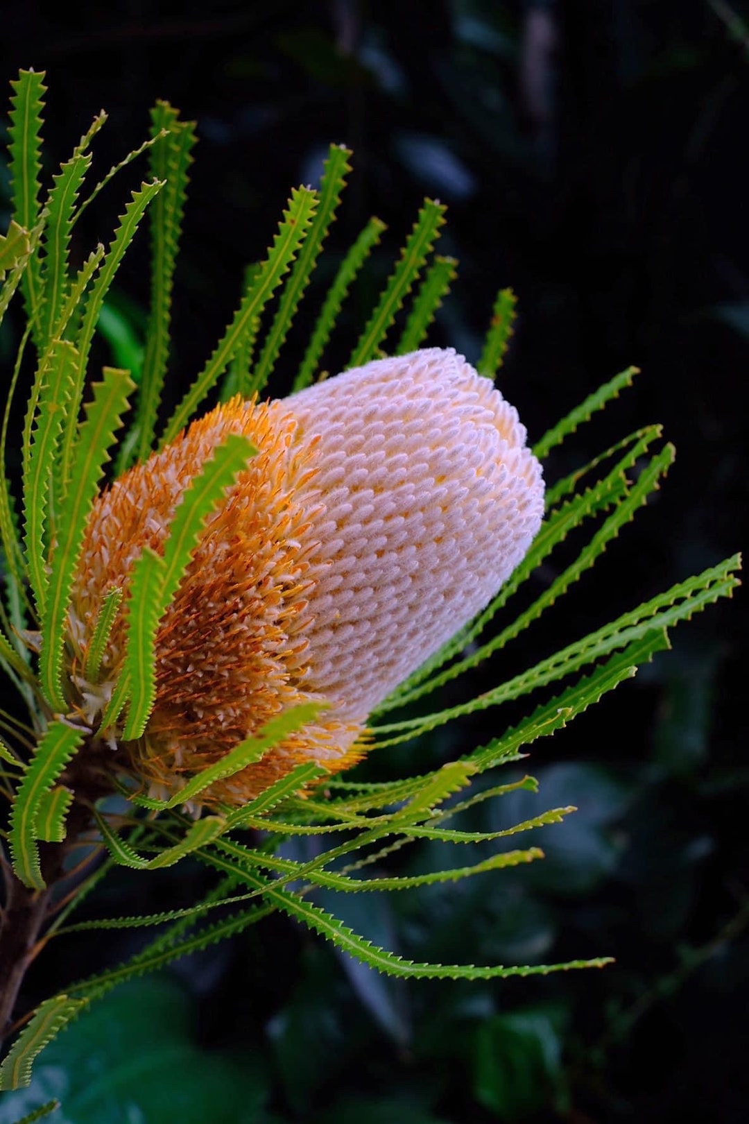 ONE Banksia Victoriae Australia Native 1gal Potted MATURE Plant - Etsy