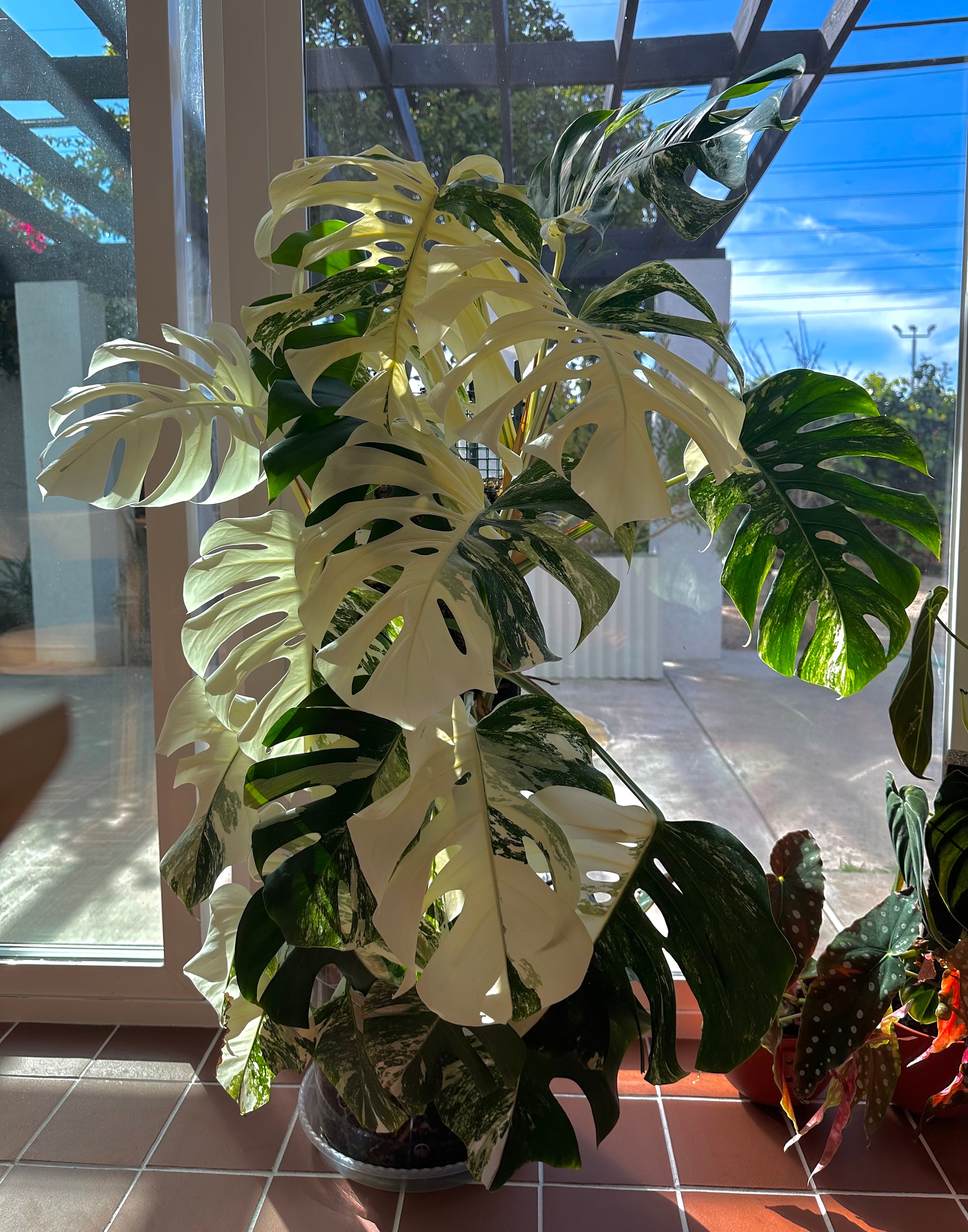 Monstera Albo Borsigiana Mature Plant With Perfect Variagation in 5gal ...