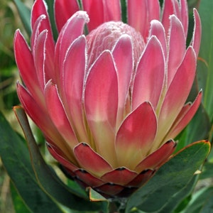 ONE Protea Brenda Live Rooted 1gal Potted Plant - Etsy