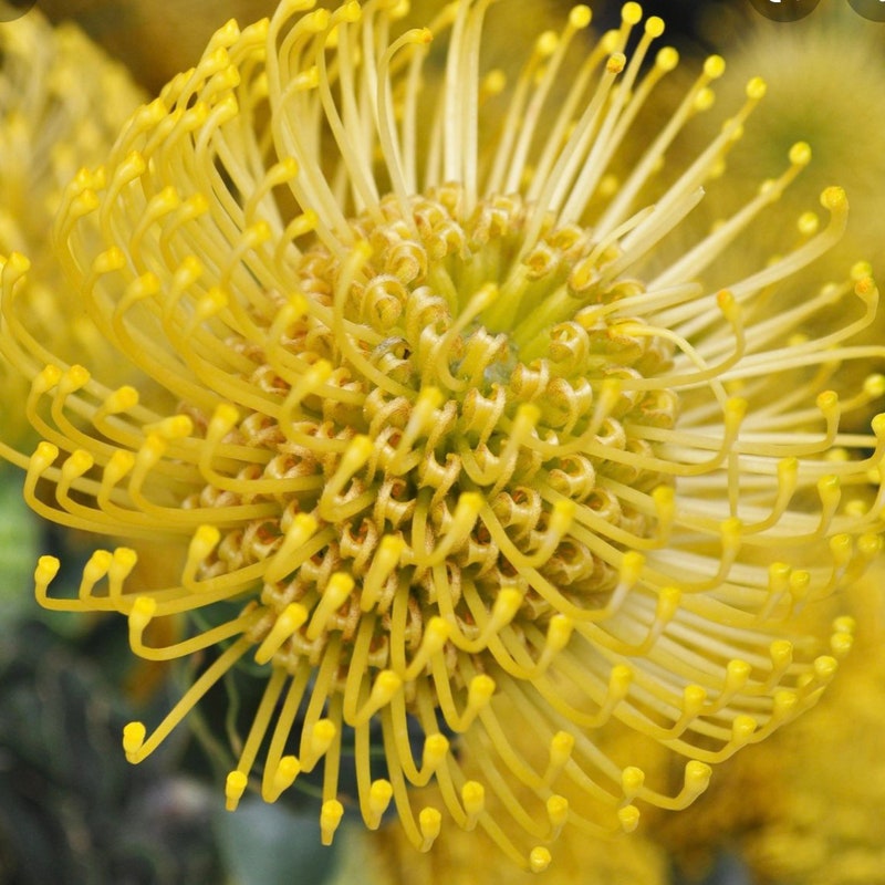 Protea - Etsy