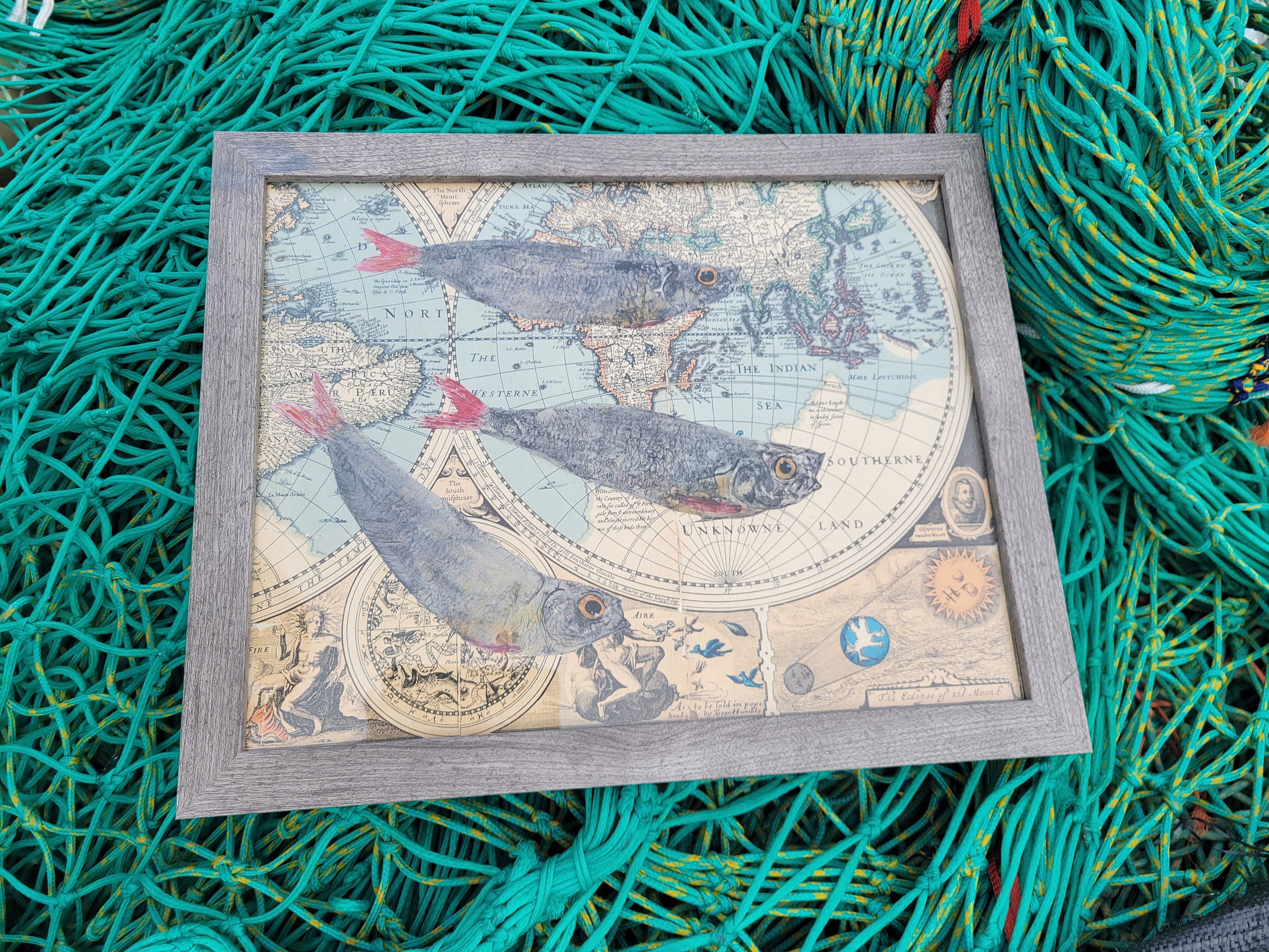 Sardines of the World, Antique Map Print - Etsy