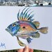 John Dory Acrylic Painting print - Etsy
