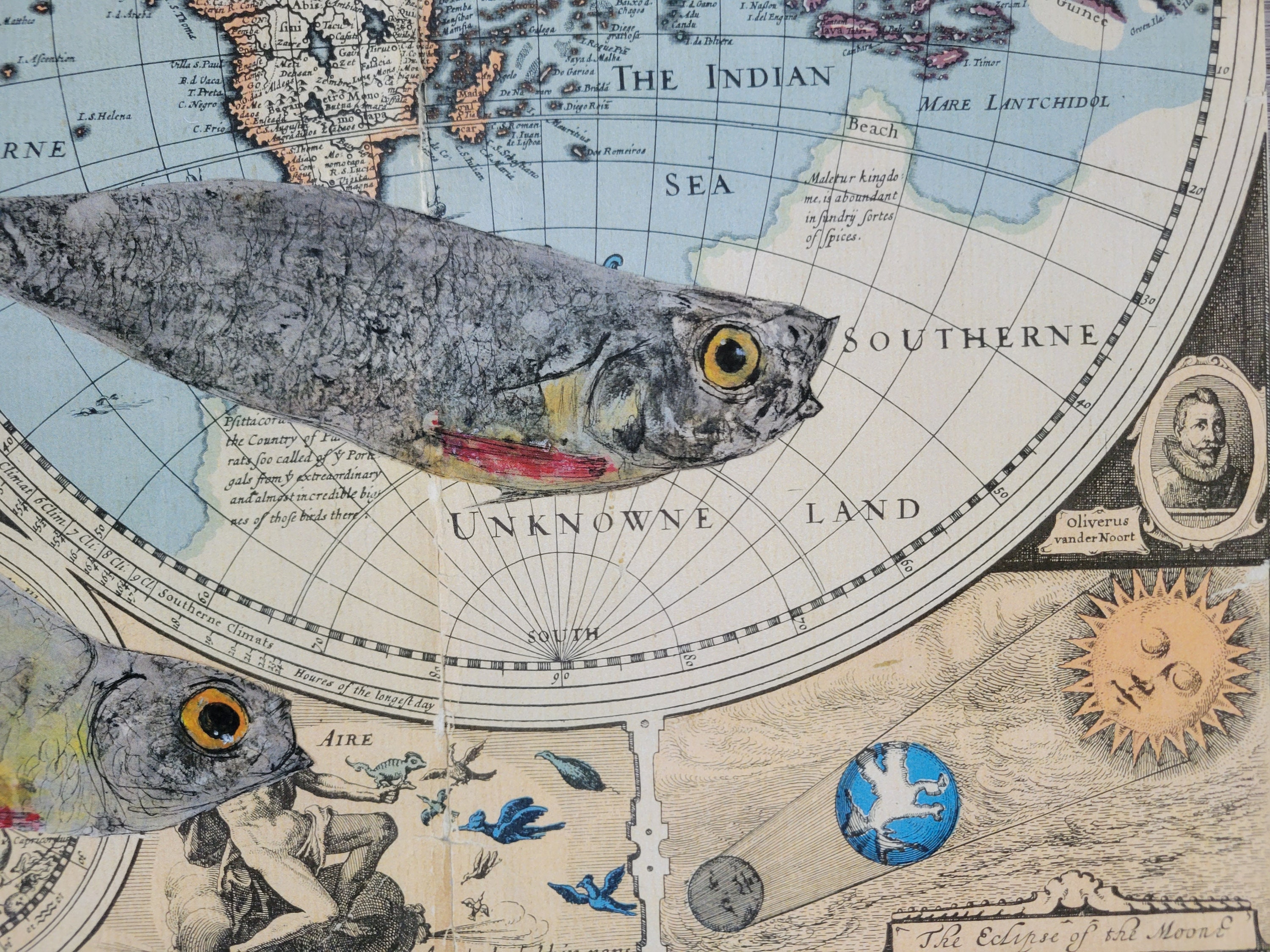 Sardines of the World, Antique Map Print - Etsy