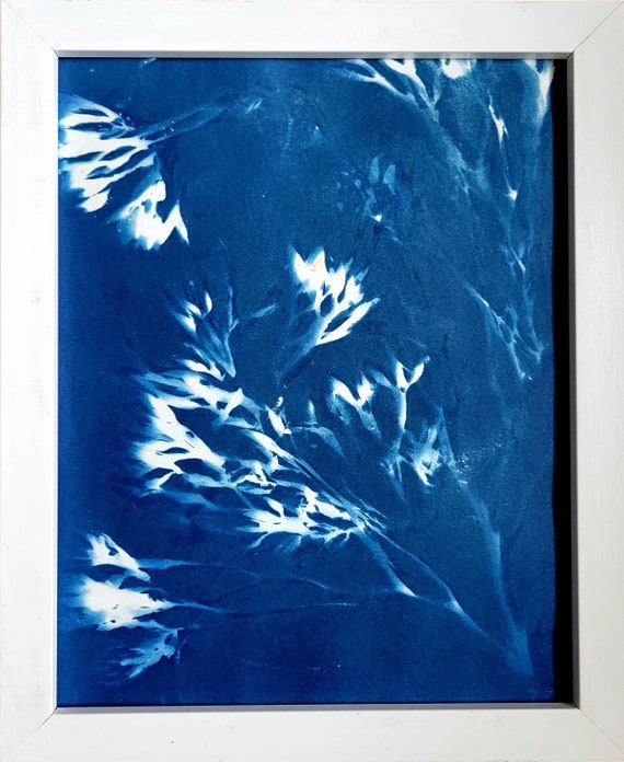 Original Seaweed Cyanotype: 'movement' | Etsy