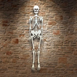 Large Realistic Hanging Skeleton With Posable Joints for Outdoor ...