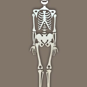 Large Realistic Hanging Skeleton With Posable Joints for Outdoor ...