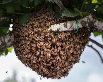 Honey Bee Swarm Lures / Baits for Trap or Hive Beekeeping Free Bees ...