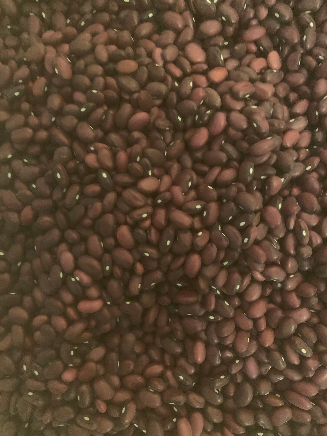 Small Red Beans Organic Seeds Non-gmo for Planting and Grow Buy More ...