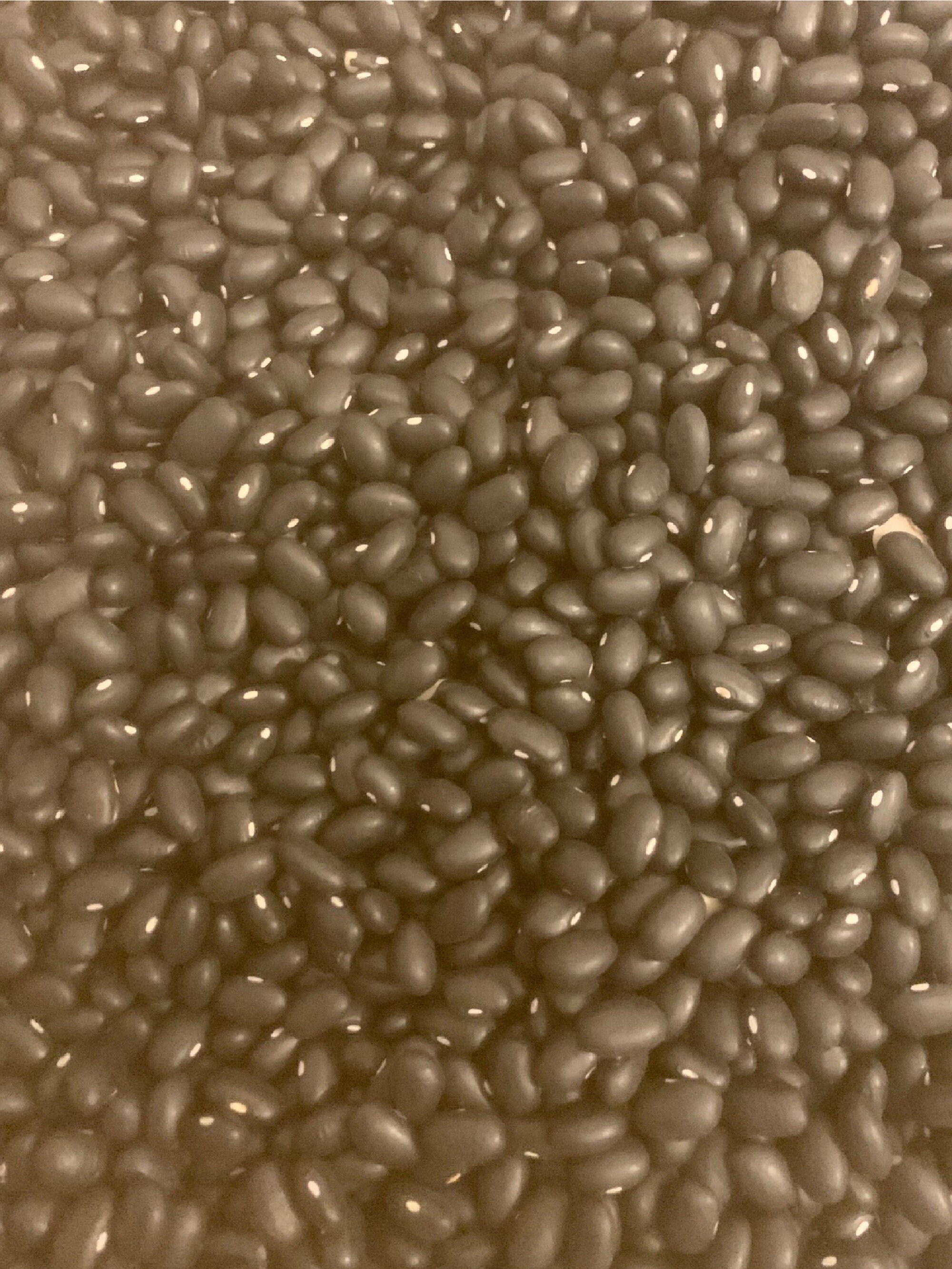 BLACK Turtle Beans Organic Seeds Non-gmo for Planting and Grow Buy More ...