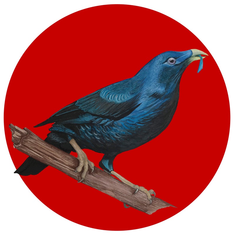Bowerbird - Etsy Australia