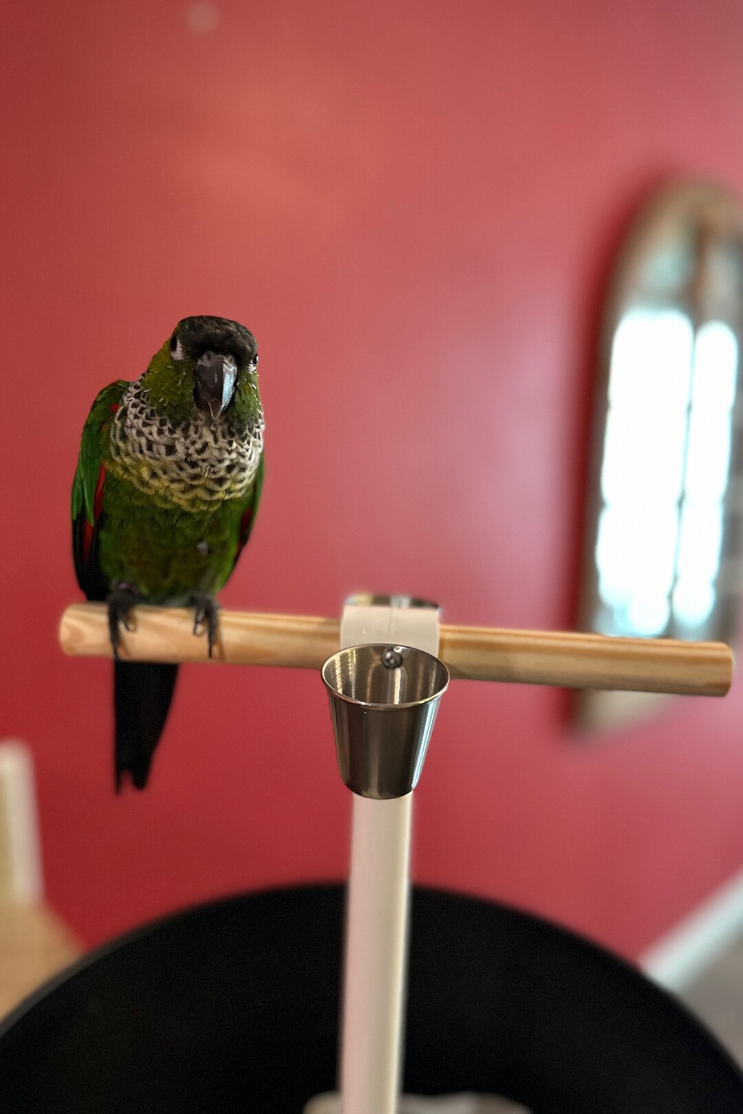 Parropotty Modular Bird Perch - Etsy