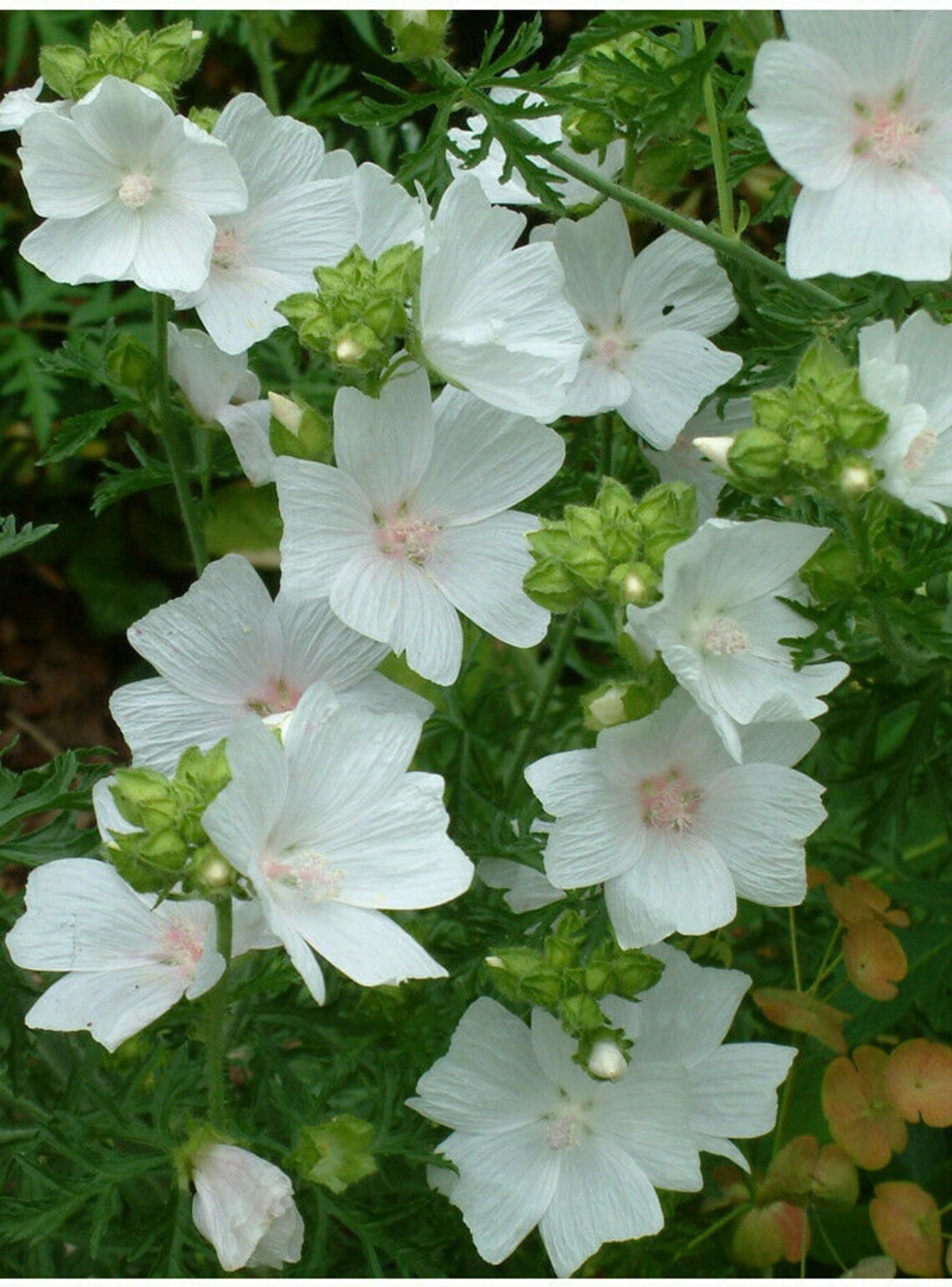 White Musk Mallow alba Malva Moschata Seeds twinseeds | Etsy