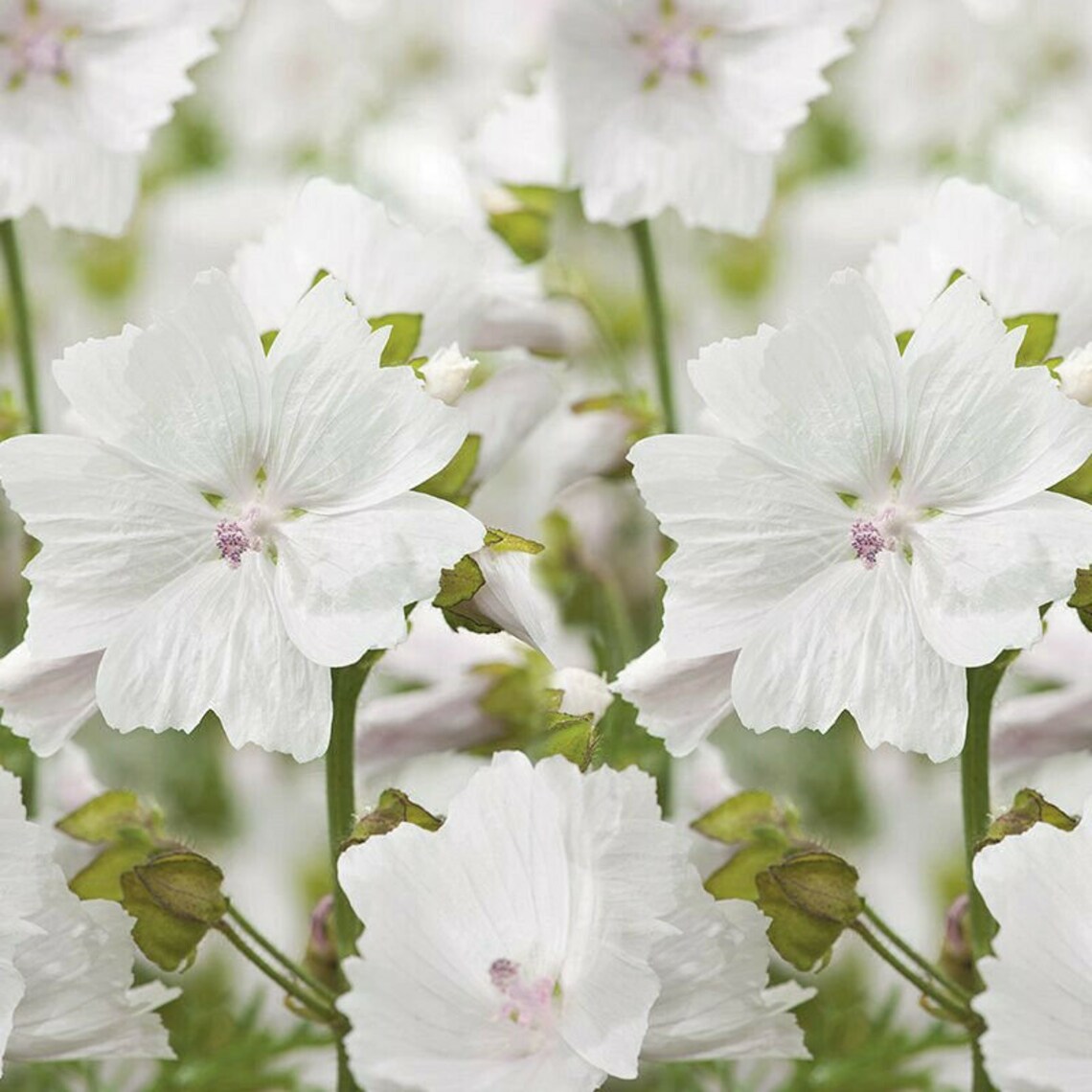 White Musk Mallow alba Malva Moschata Seeds twinseeds | Etsy