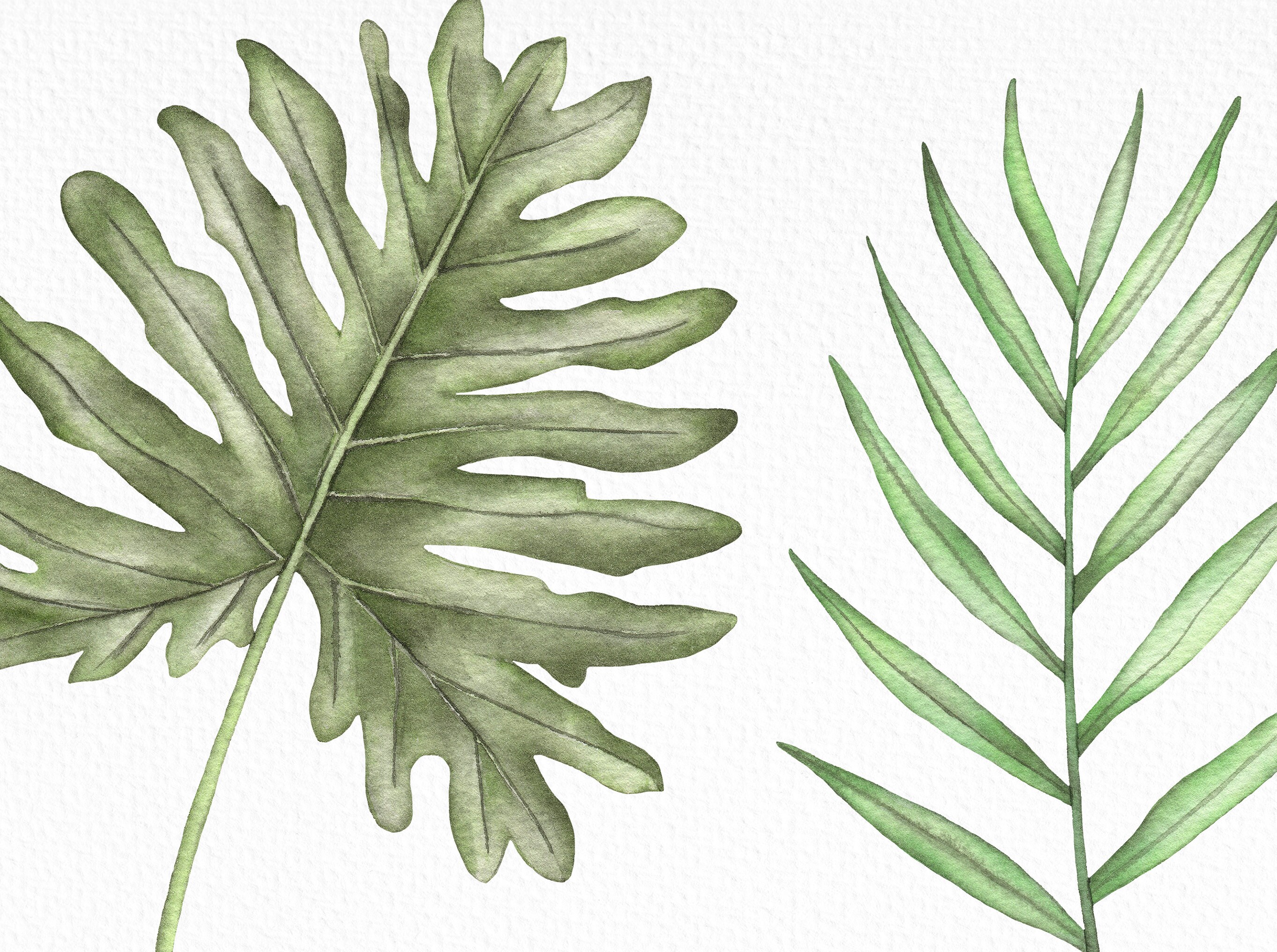 Watercolor Tropical Leaves Clipart, Monstera Leaves, Tropical Greenery ...