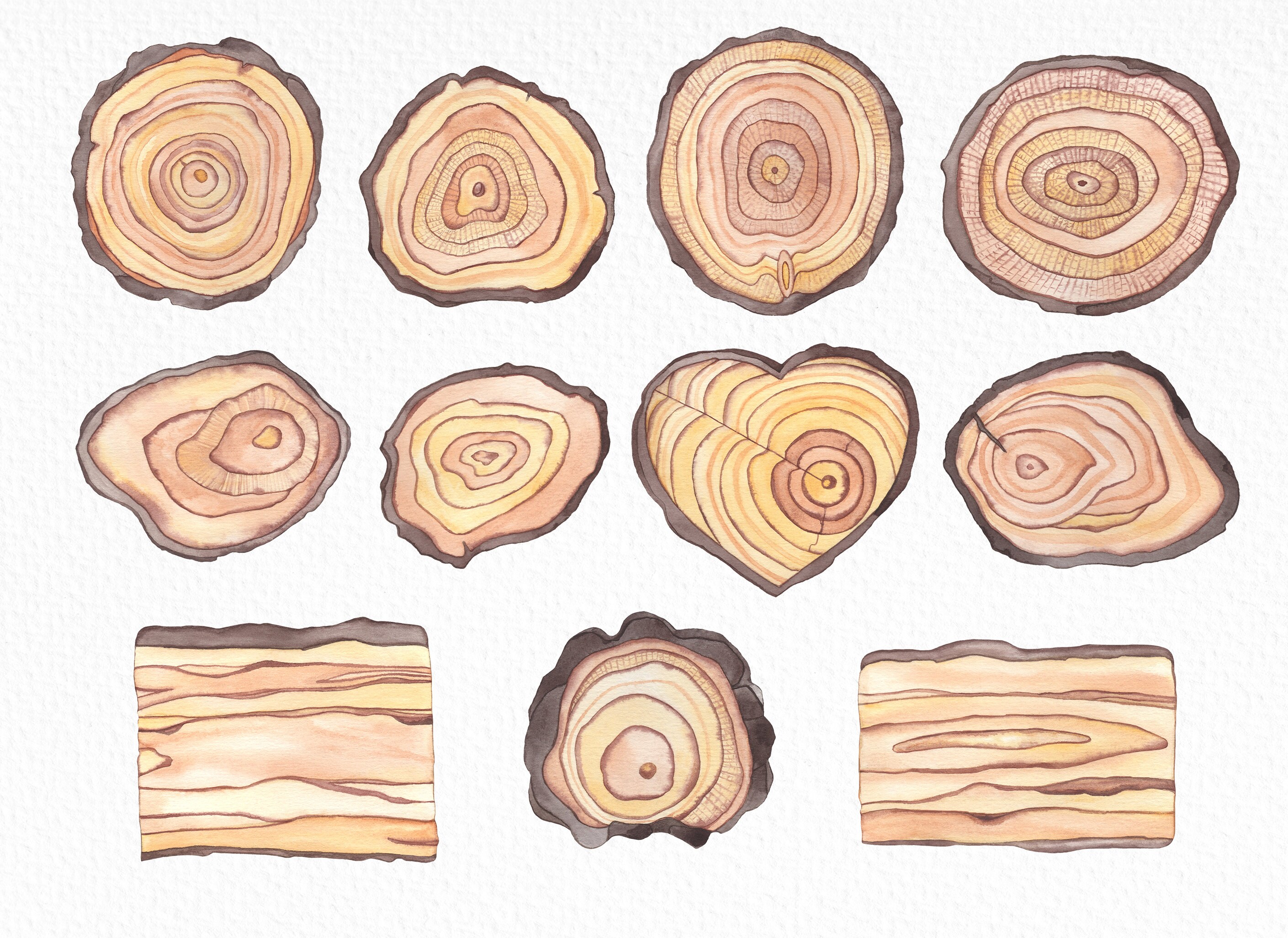 Watercolor Wood Slice Clipart, Rustic Sign Slices Clipart, Scrapbooking ...