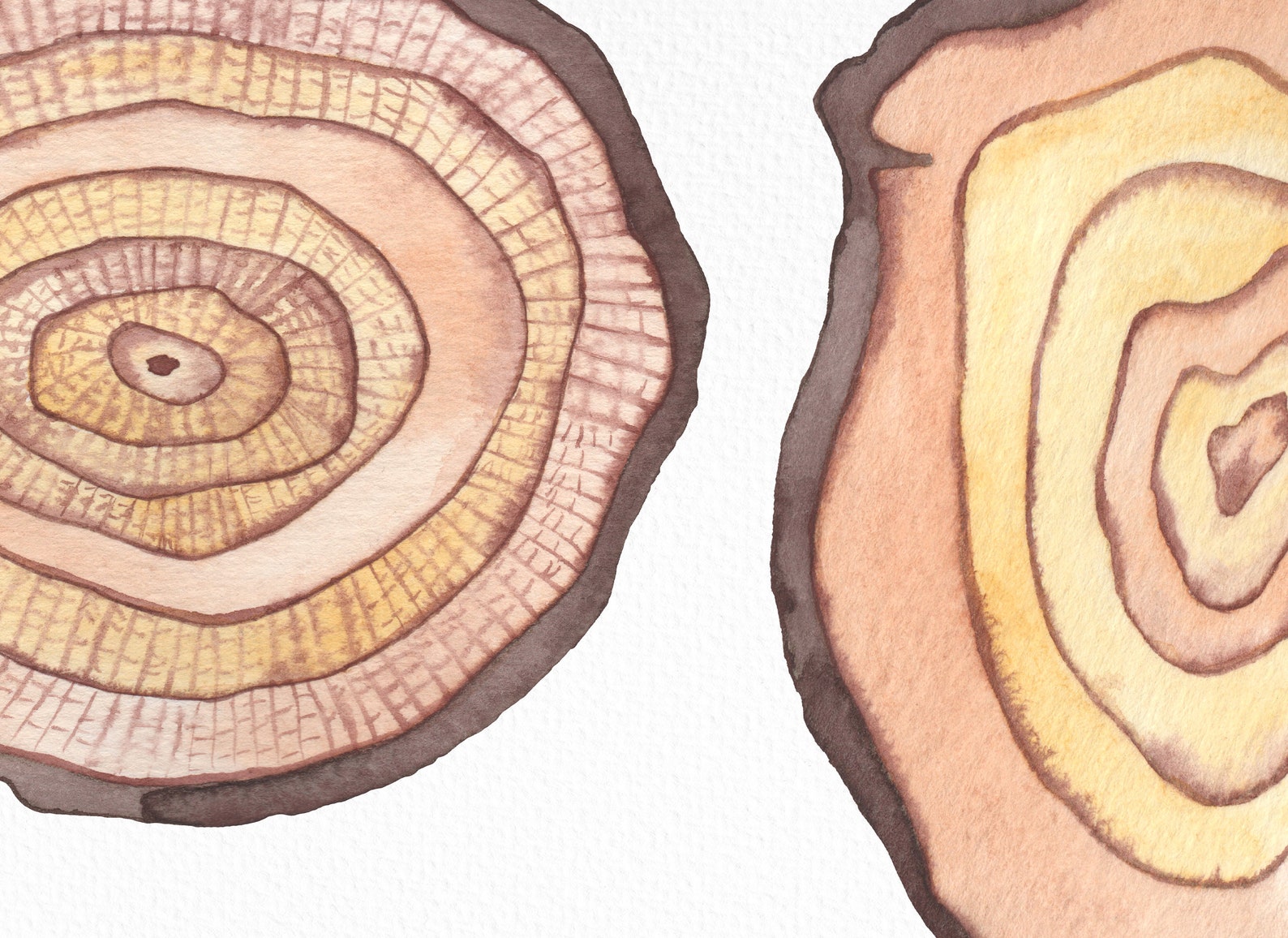 Watercolor Wood Slice Clipart, Rustic Sign Slices Clipart, Scrapbooking ...