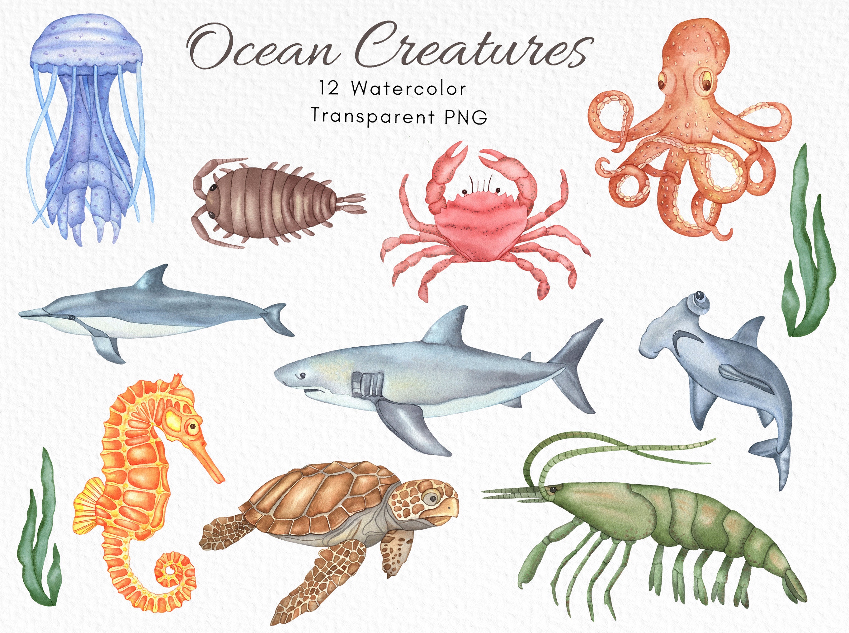 Watercolor Ocean Clipart Sea Life Clipart Octopus Sea - Etsy
