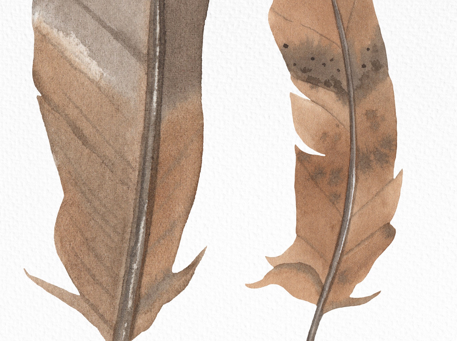 Watercolor Brown Feathers Clipart, Hand Painted Boho Feathers PNG - Etsy