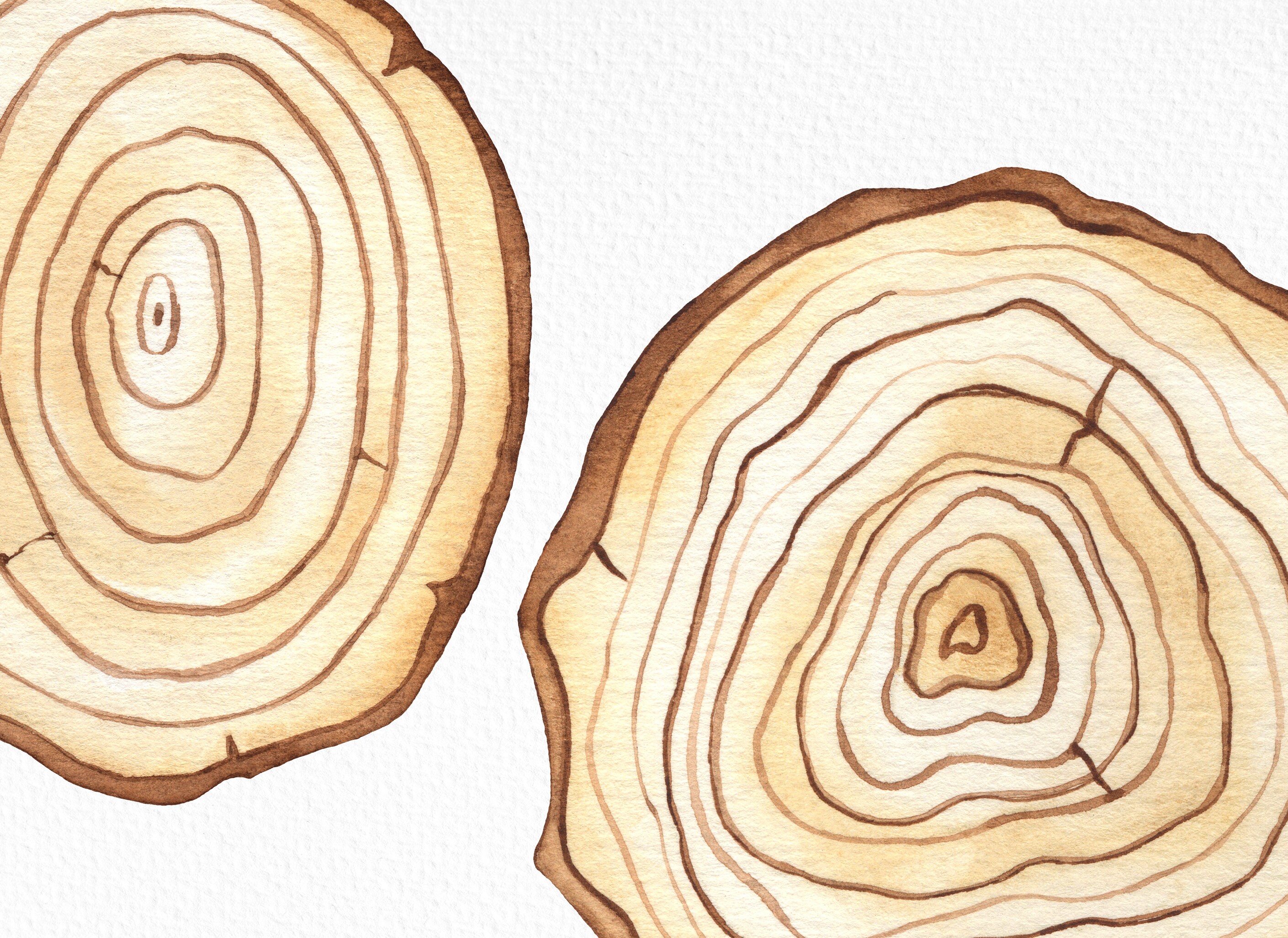 Watercolor Wood Slice Clipart, Violet Yellow Spring Flowers, Rustic ...