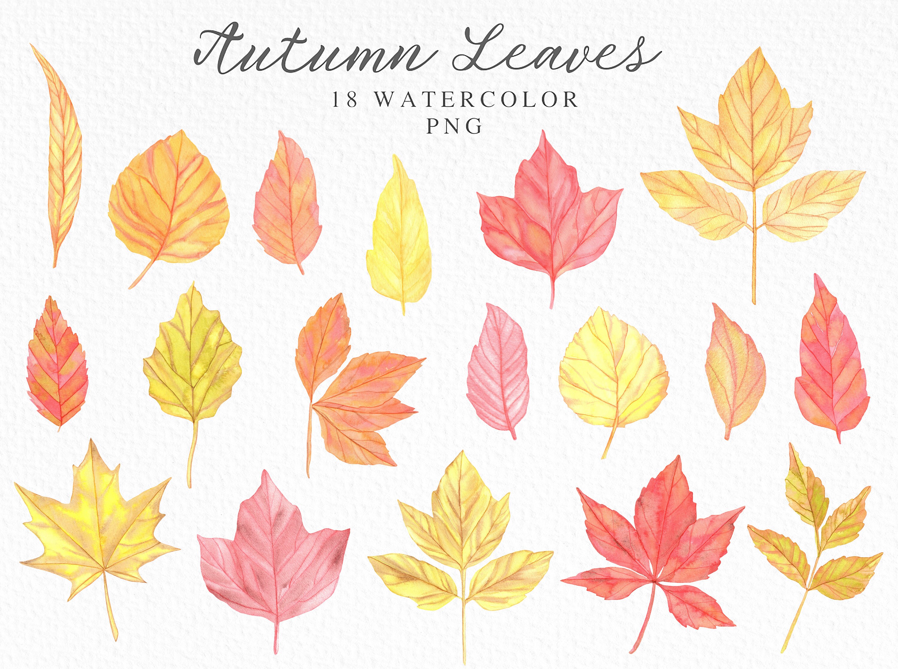 Watercolor Autumn Leaves Clipart, Fall Leaves PNG, Thanksgiving Clipart ...