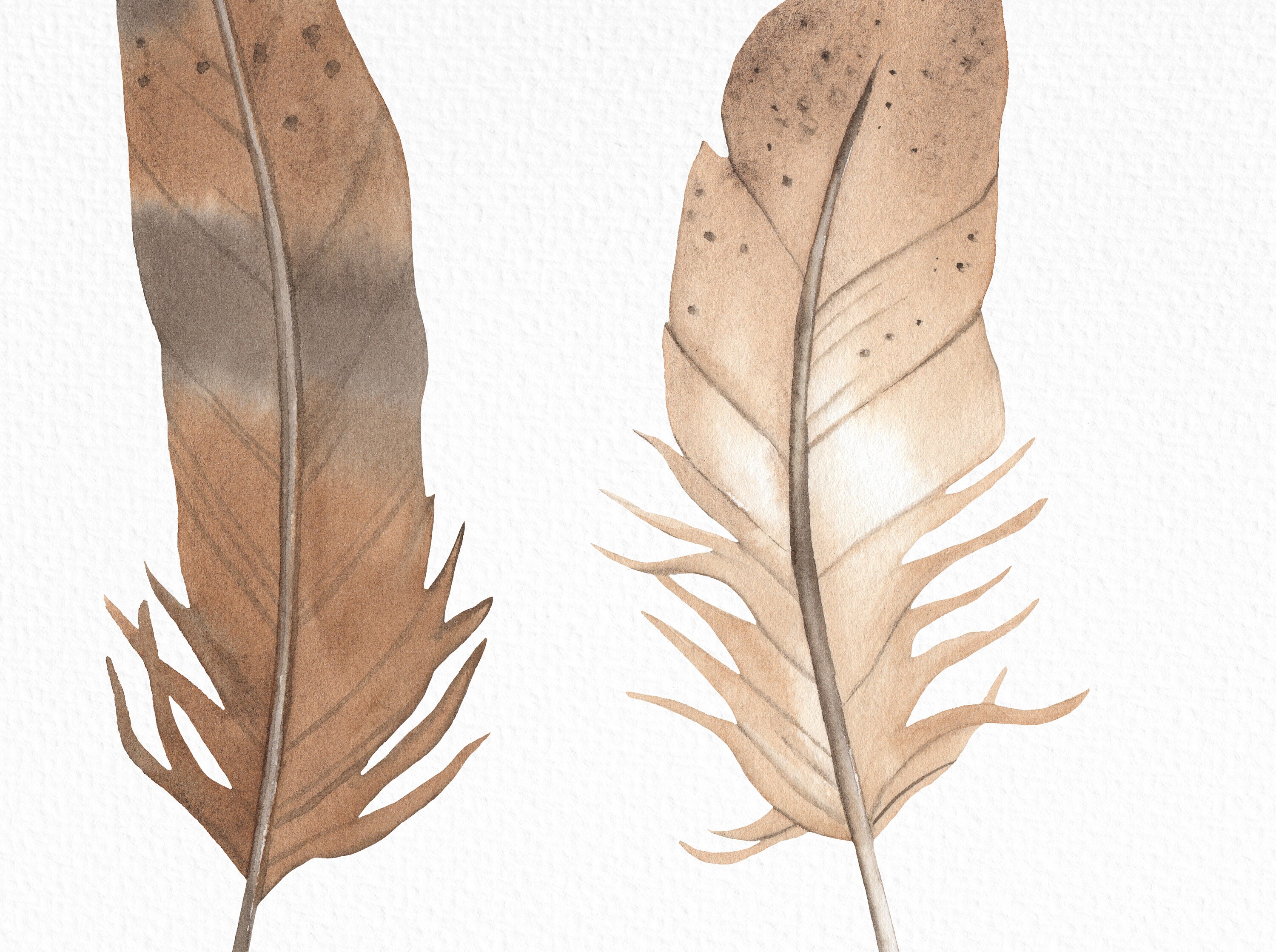 Watercolor Brown Feathers Clipart, Hand Painted Boho Feathers PNG - Etsy