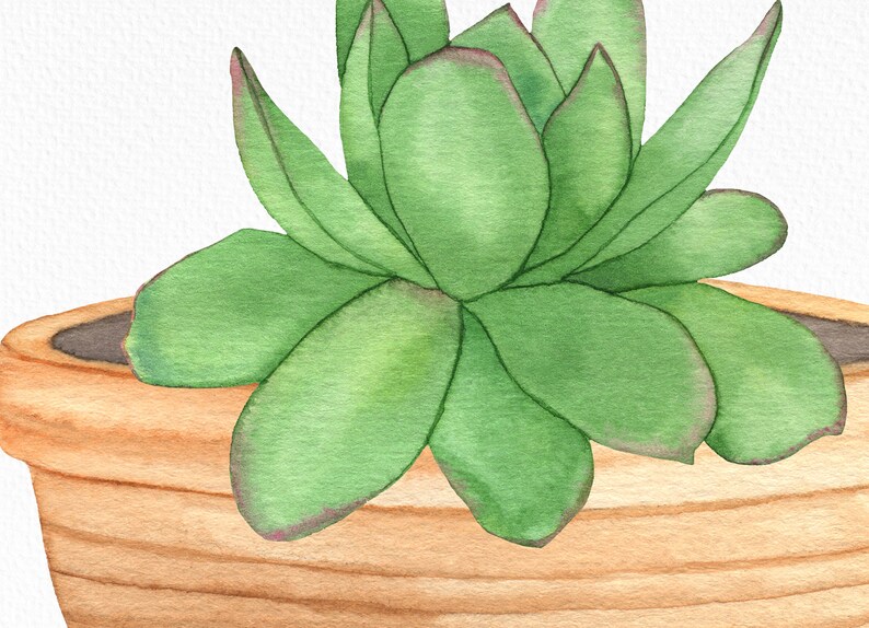 Watercolor Succulents in Pots Clipart, Indoor Potted House Plants - Etsy