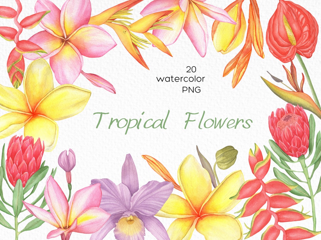 Watercolor Tropical Flowers Clipart, Exotic Flowers PNG, Plumeria ...