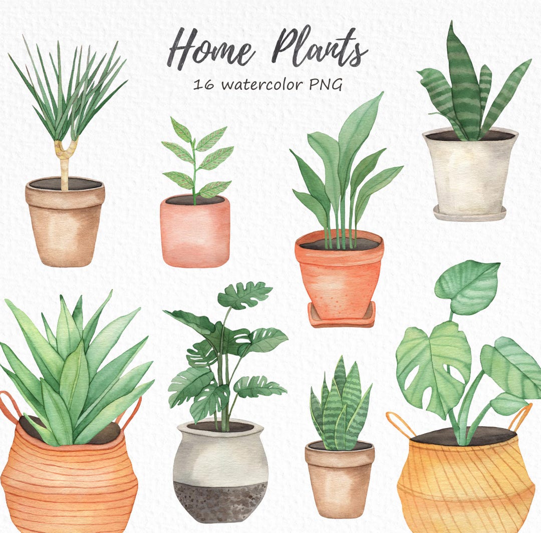 Boho House Plants Clipart, Watercolor Greenery, Indoor Potted Plants - Etsy