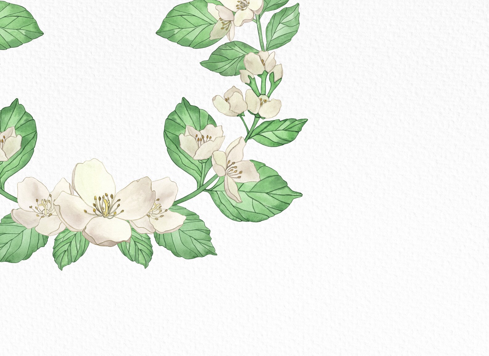 Watercolor Jasmine Flowers Frames Clipart Hand Painted - Etsy