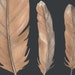 Watercolor Brown Feathers Clipart, Hand Painted Boho Feathers PNG - Etsy