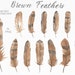 Watercolor Brown Feathers Clipart, Hand Painted Boho Feathers PNG - Etsy