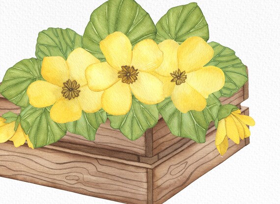 Flower Box Clipart