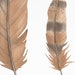 Watercolor Brown Feathers Clipart, Hand Painted Boho Feathers PNG - Etsy