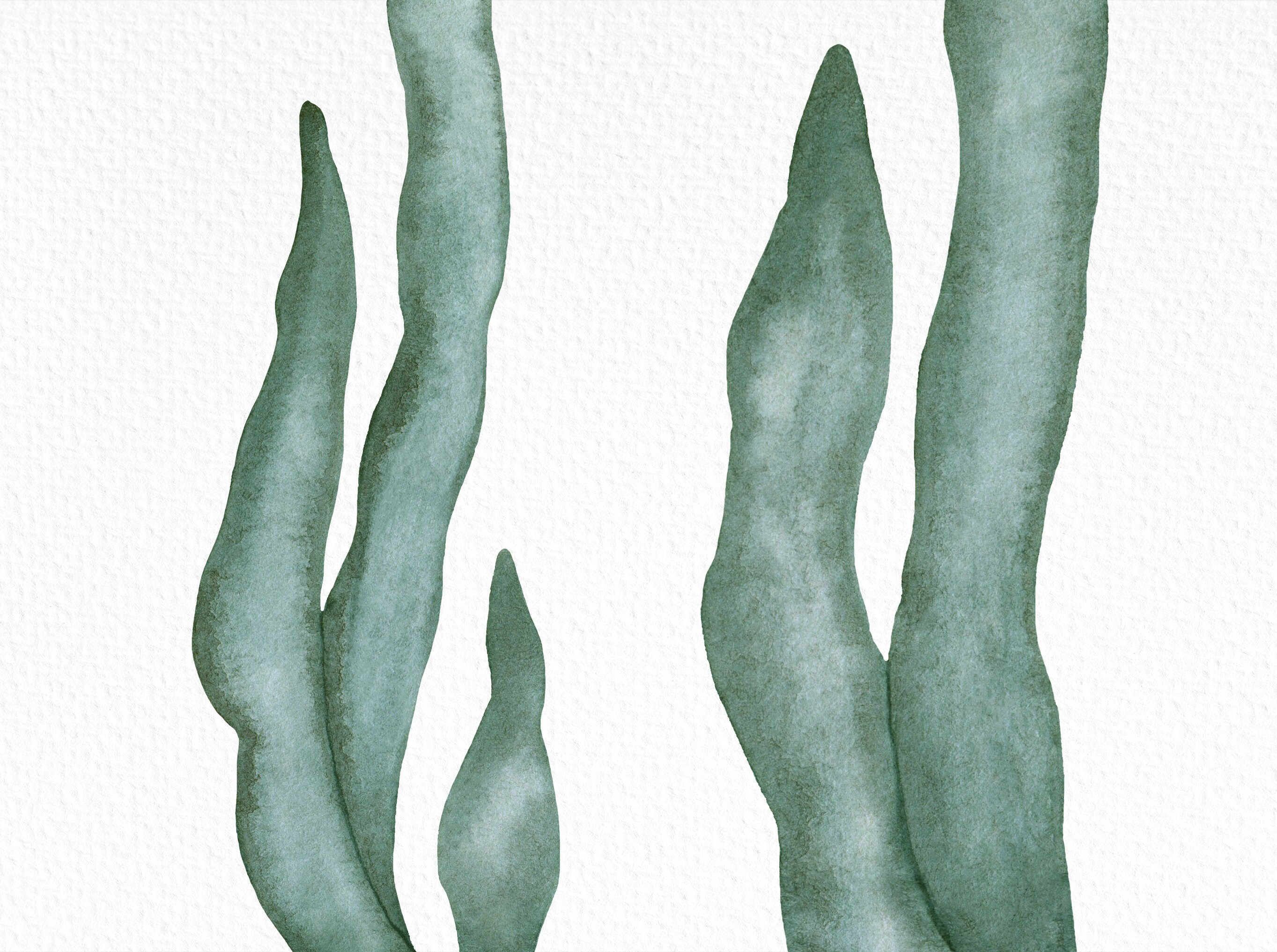 Watercolor Underwater Seaweed Clipart, Marine Plants, Corals, Sea ...