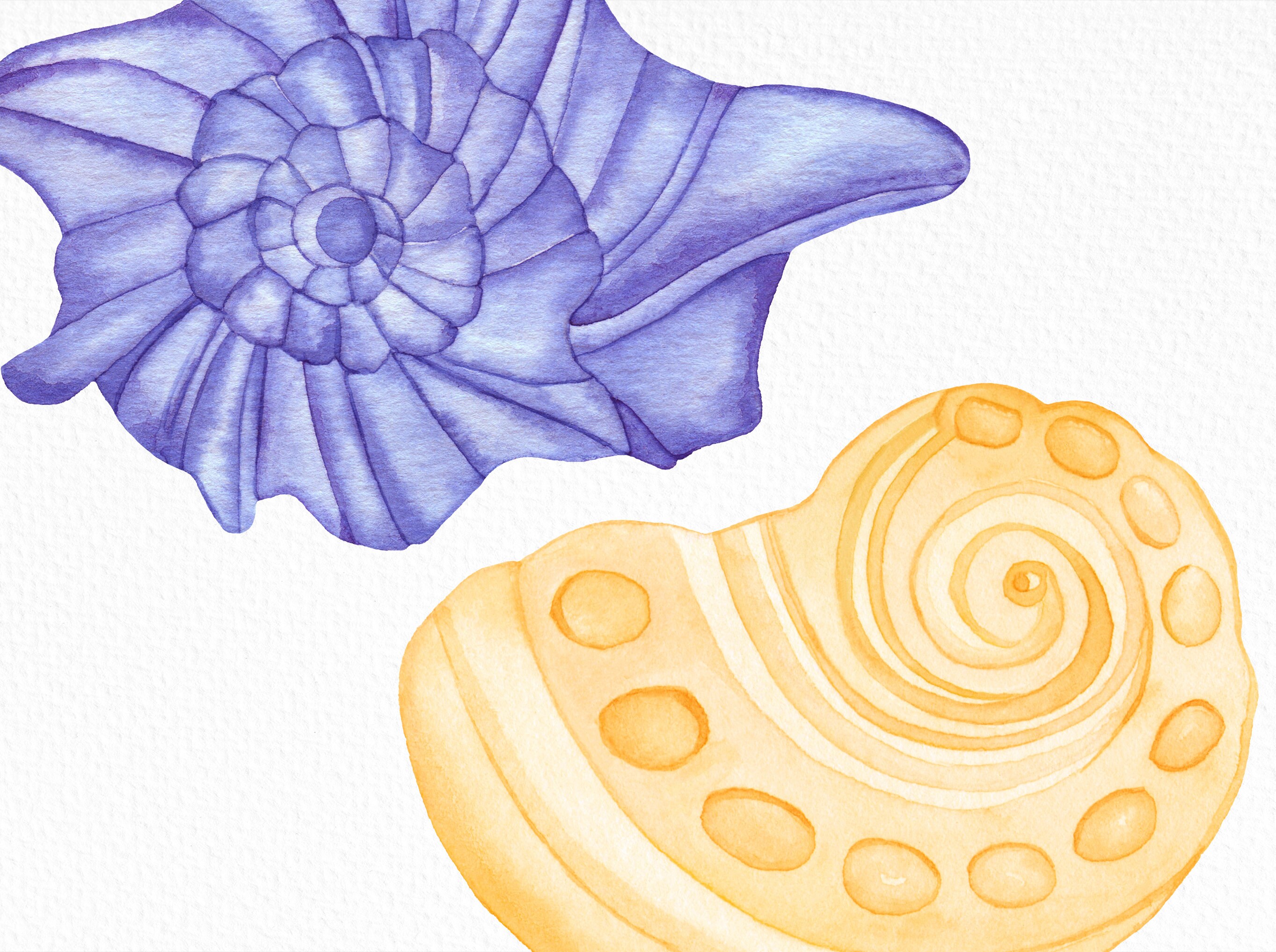 Watercolor Ocean Life Clipart Sea Shells Sea Horse Jelly - Etsy