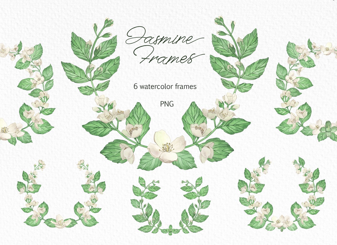 Watercolor Jasmine Flowers Frames Clipart, Hand Painted Jasmine Wreath ...