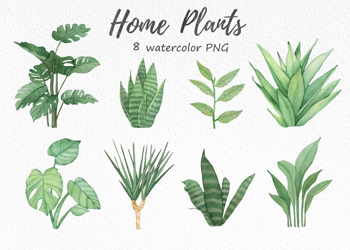 Boho House Plants Clipart Watercolor Greenery Indoor Potted - Etsy