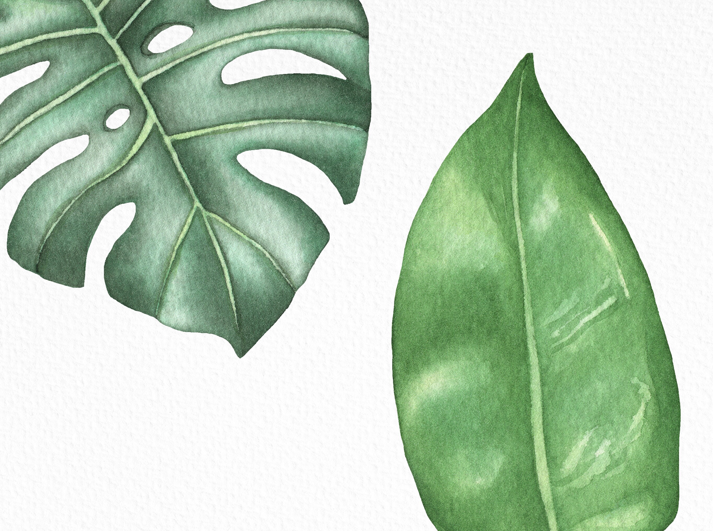 Watercolor Tropical Leaves Clipart, Monstera Leaves, Tropical Greenery ...