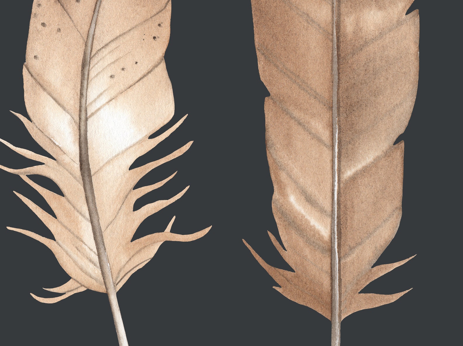 Watercolor Brown Feathers Clipart, Hand Painted Boho Feathers PNG - Etsy