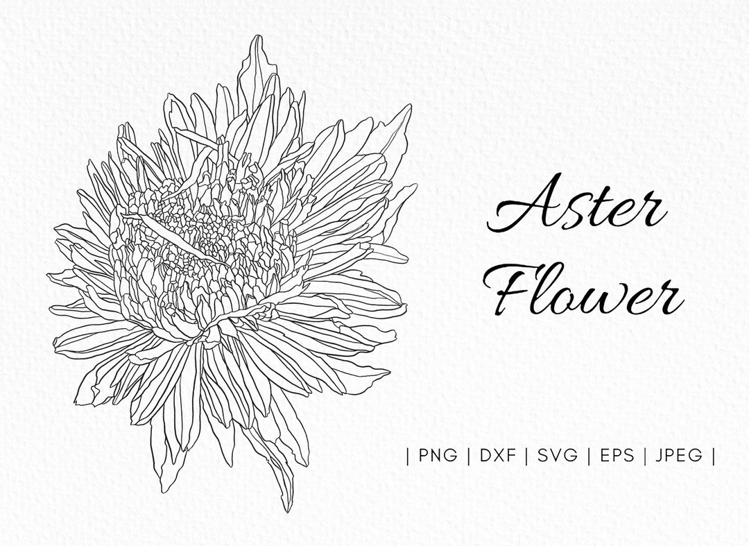 Aster Flower Line Art Graphic, Aster Flower Silhouette Svg Eps Png Dxf ...