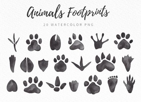 Watercolor Animals Tracks Clipart Woodland Paw Prints PNG - Etsy