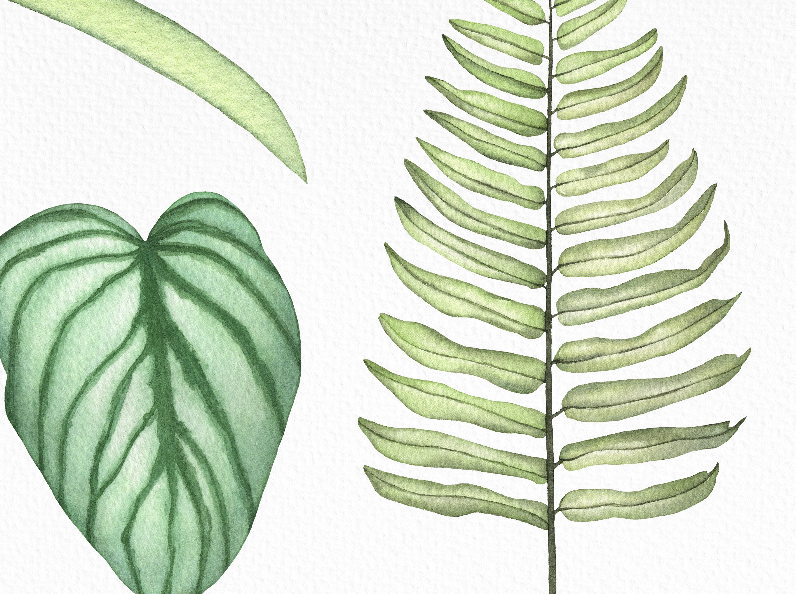 Watercolor Tropical Leaves Clipart, Monstera Leaves, Tropical Greenery ...