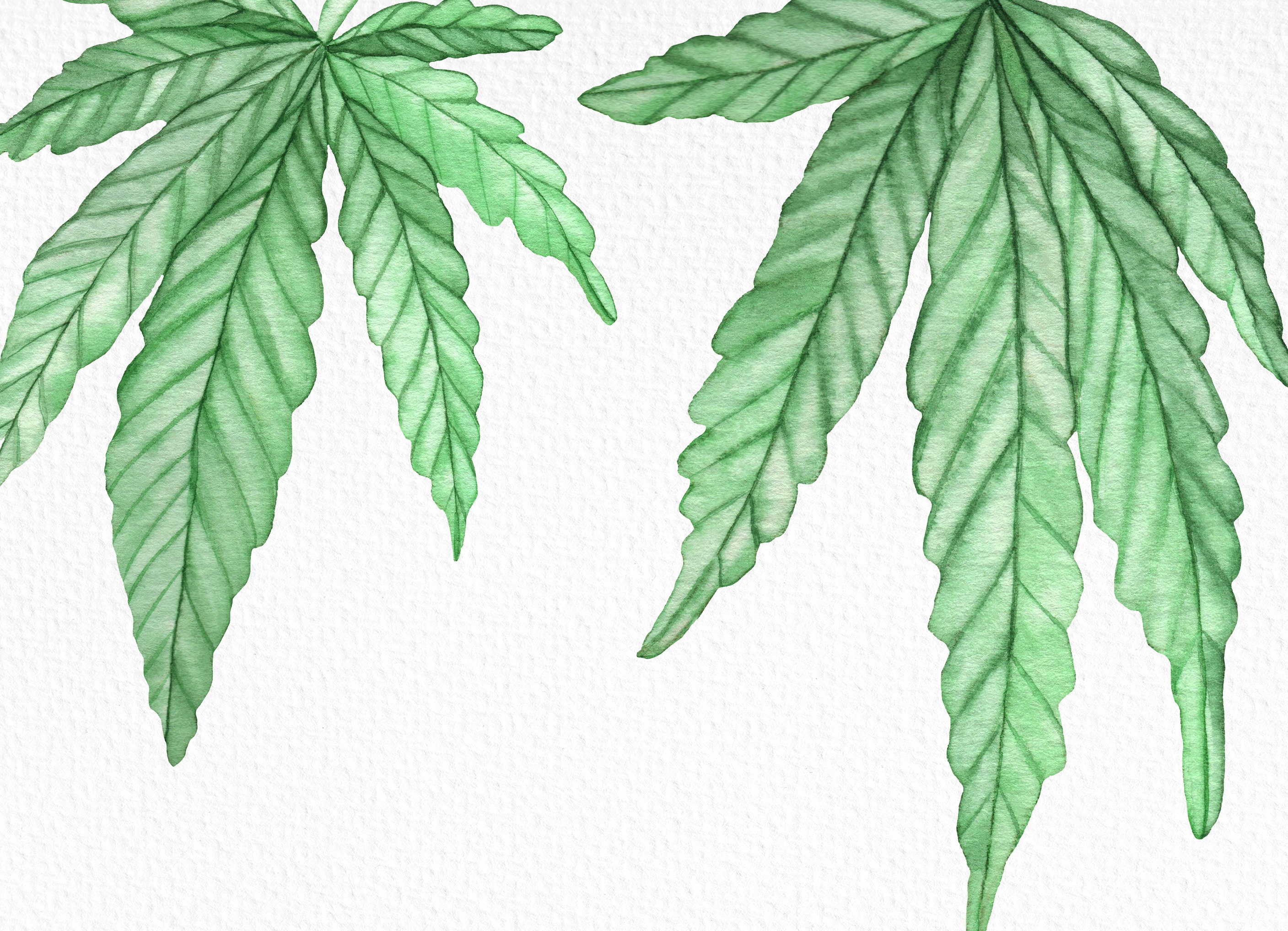 Cannabis Hemp Clip Art, Watercolor Blossom Plants and Leaves - Etsy