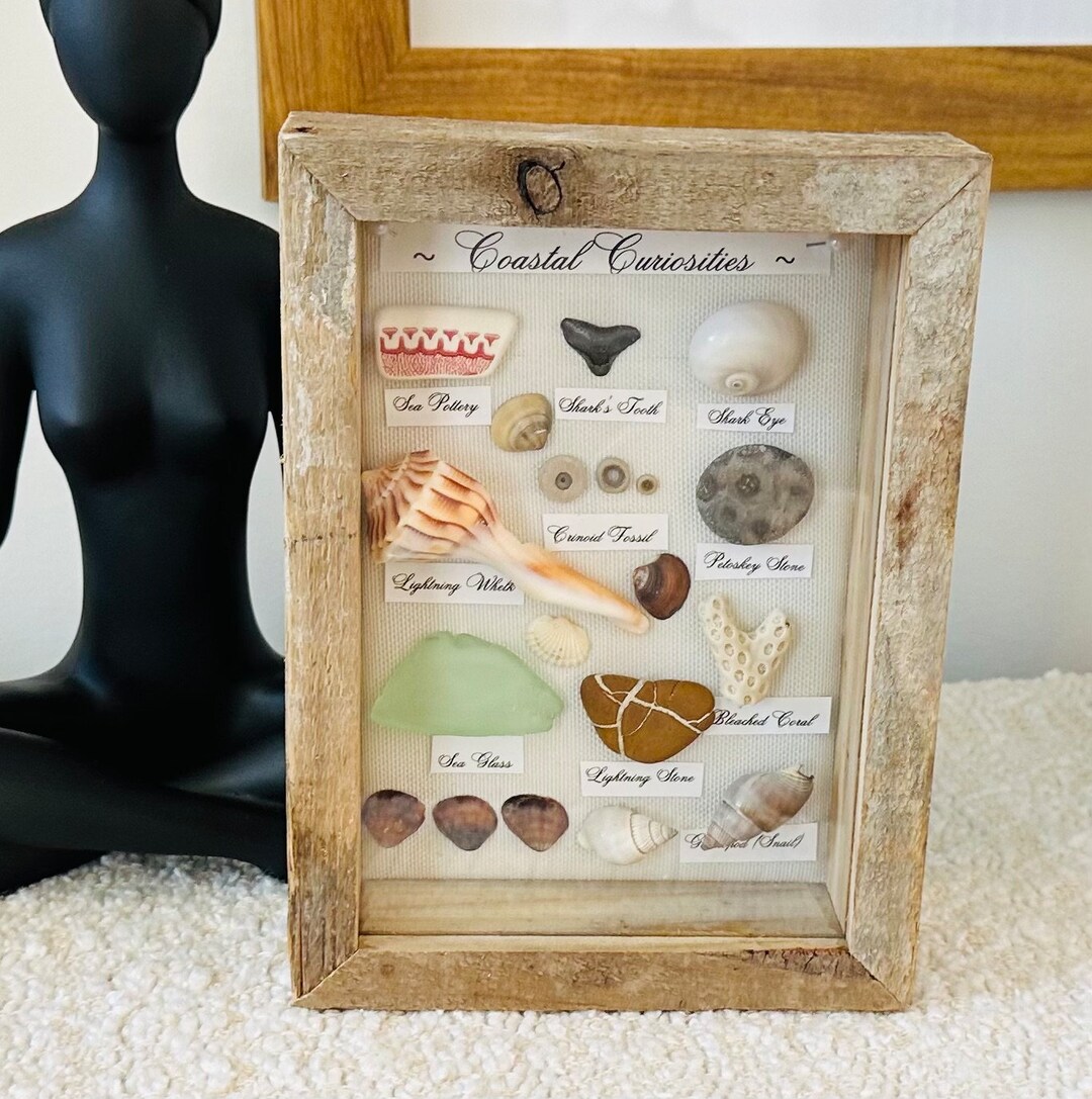 Coastal Curiosities Shadow Box Frame, 5 1/2" X 7 1/2" - Etsy
