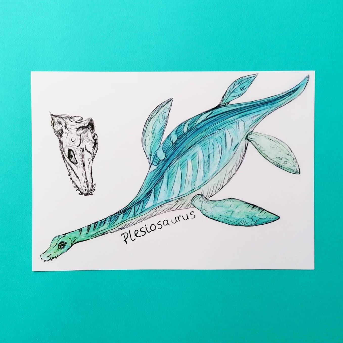 Plesiosaur Skull Drawing