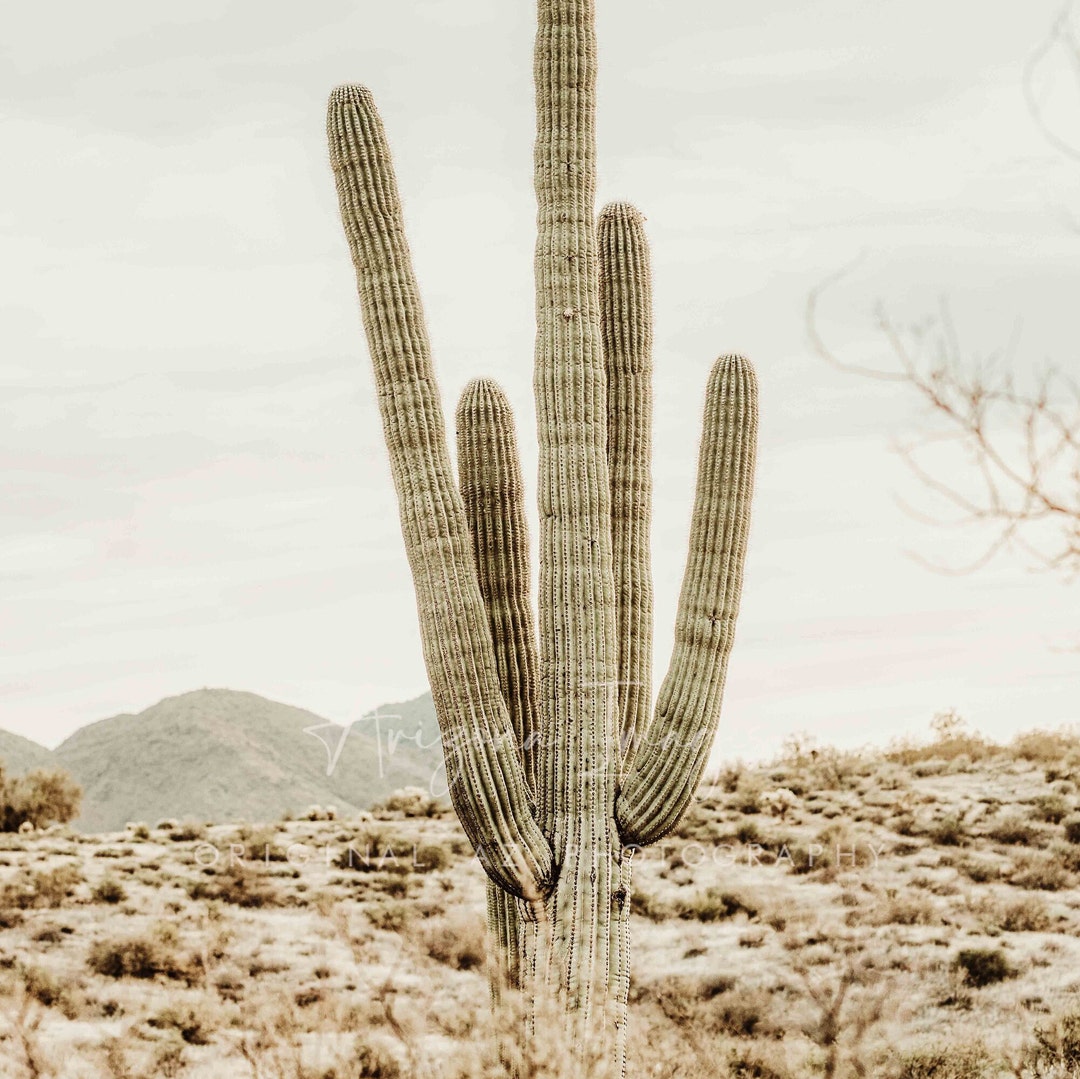 Saguaro Cactus Print, Airbnb Decor, Cactus Poster, Cactus Wall Art ...