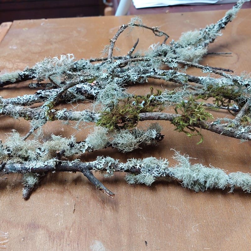 Lichen for Models - Etsy