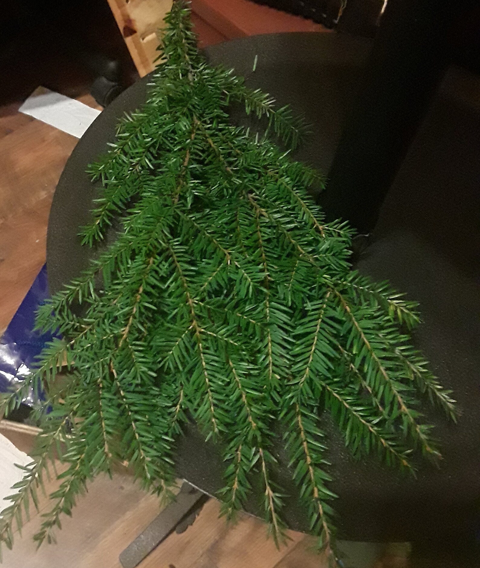 Western Hemlock Cuttings (10 Piece) - Etsy