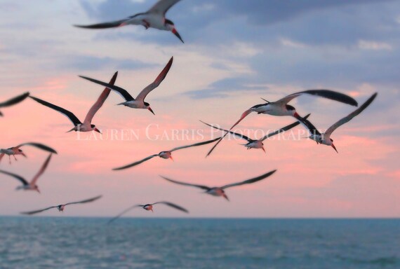 Birds of a Feather Seagull Photography Color Beach | Etsy